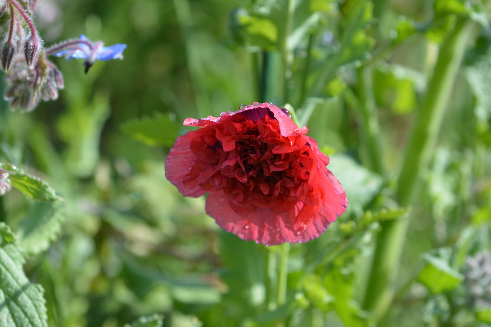 roter mohn Foto & Bild | natur-kreativ, aufnahmetechniken, sommer ...