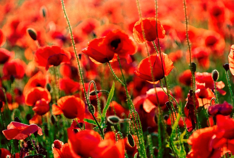 Roter Mohn Foto & Bild | pflanzen, pilze & flechten, blüten ...