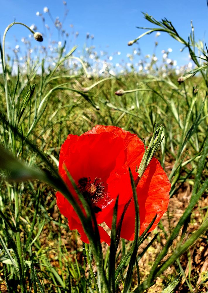 Roter Mohn Foto & Bild | pflanzen, pilze & flechten, landschaft, blüten ...