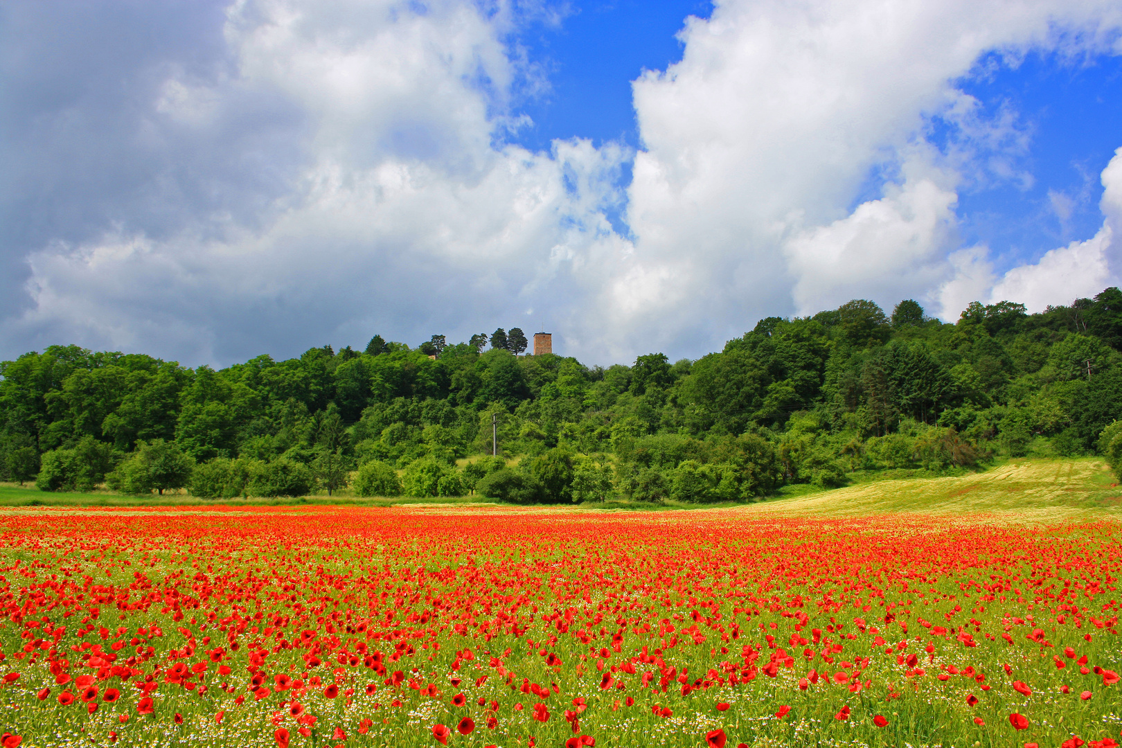 roter Mohn Foto & Bild | landschaft, Äcker, felder & wiesen, natur ...