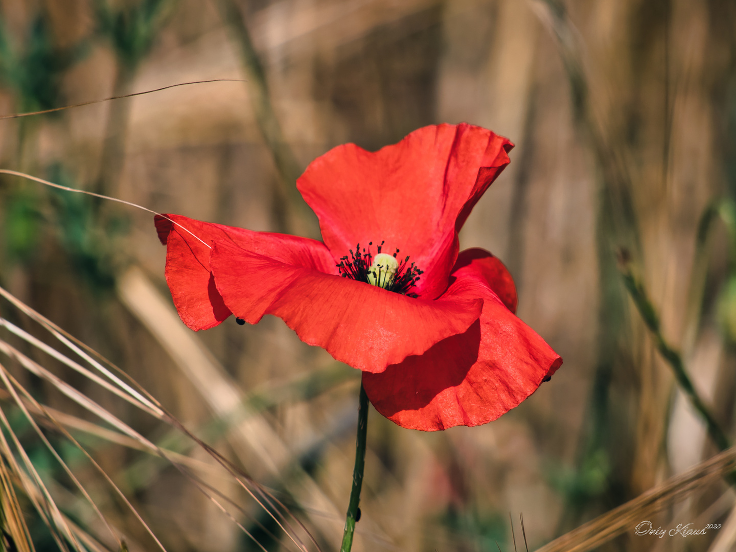 Roter Mohn Foto & Bild | europe, spain, pflanzen, pilze & flechten ...