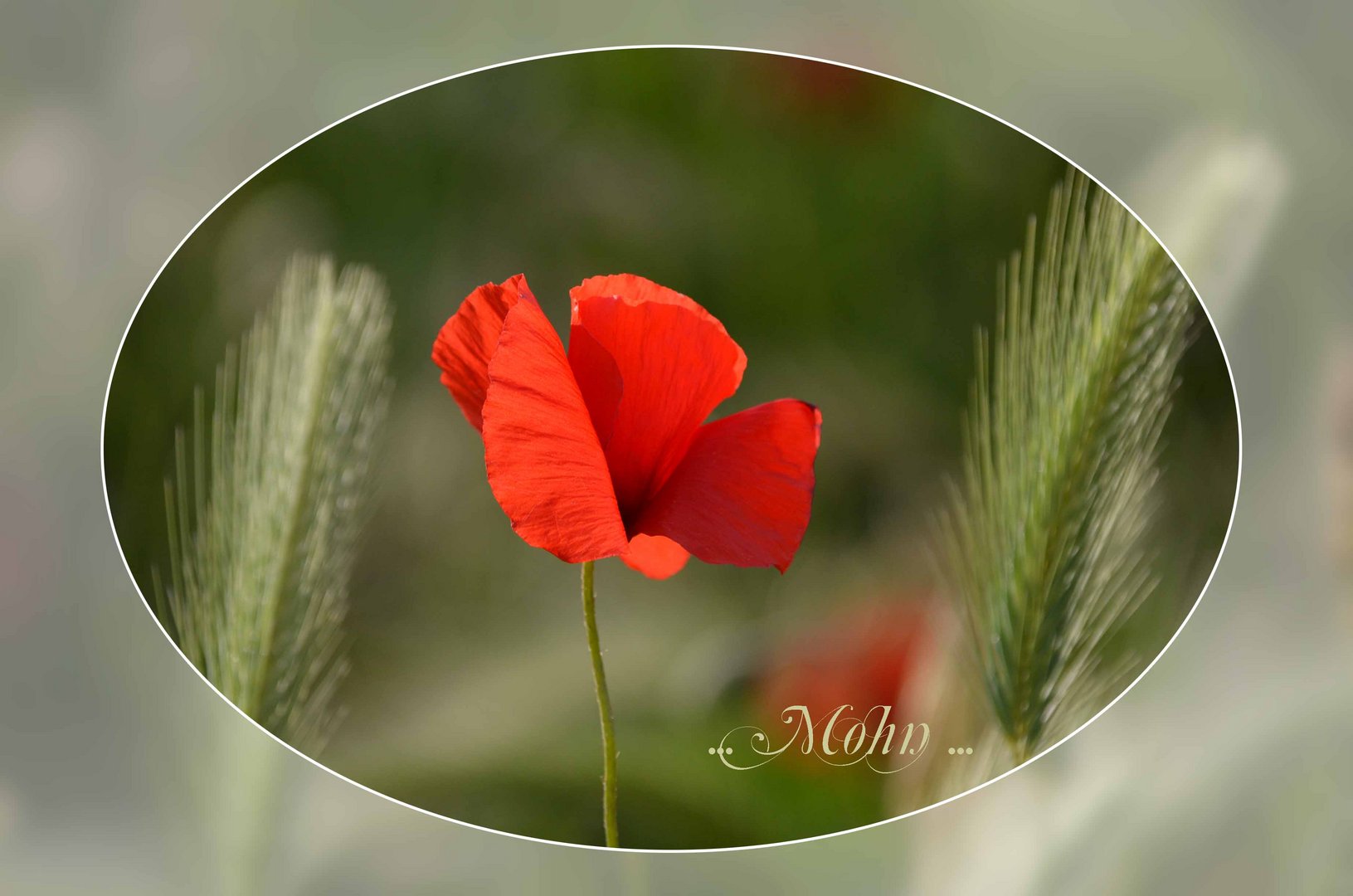 Roter - Mohn ... Foto & Bild | pflanzen, pilze & flechten, natur Bilder ...