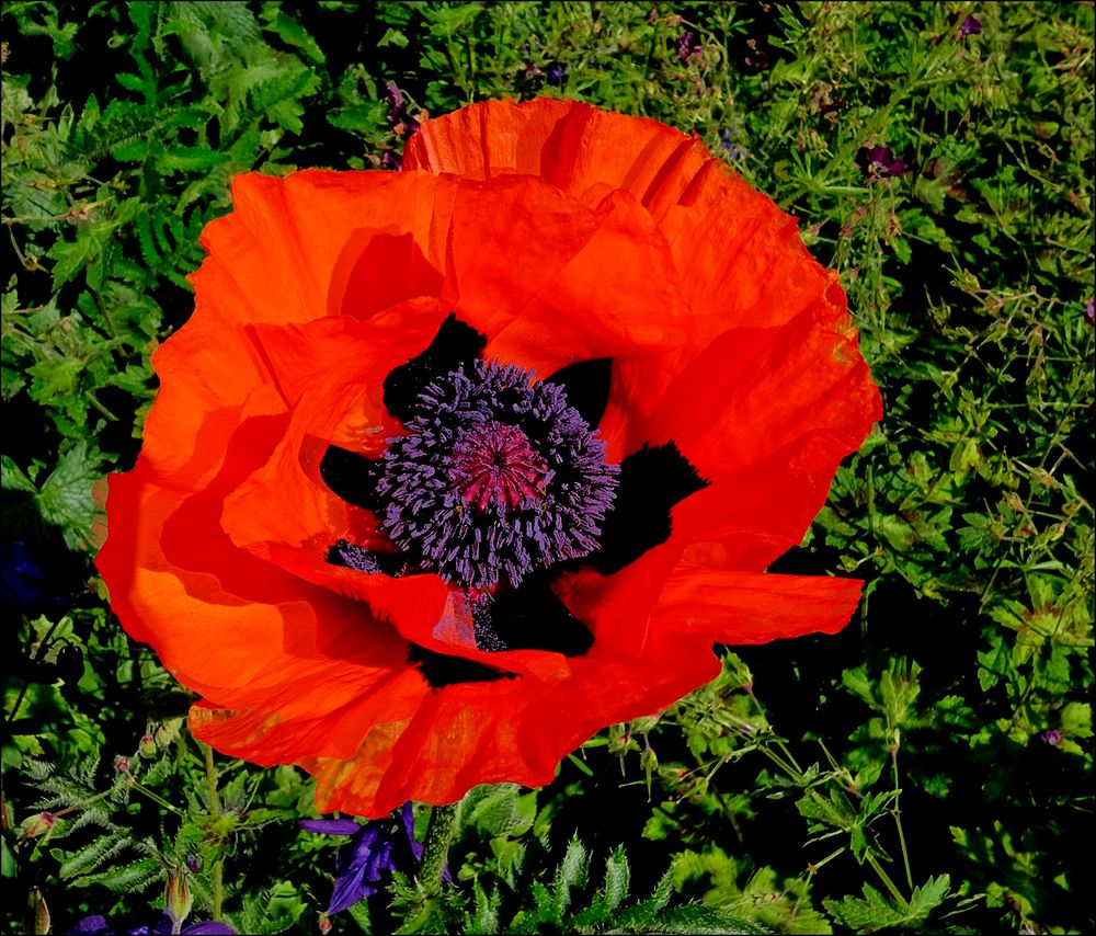 Roter Mohn Foto & Bild | natur, mohn, pflanzen Bilder auf fotocommunity