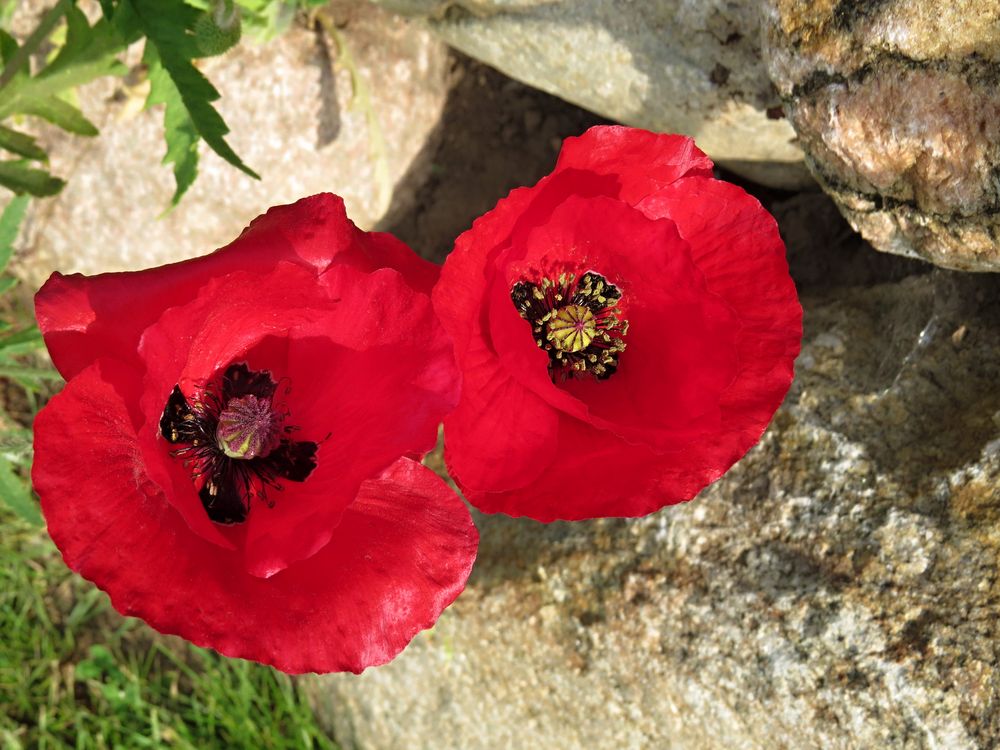 Roter Mohn Foto & Bild | natur, pflanzen, blüten Bilder auf fotocommunity