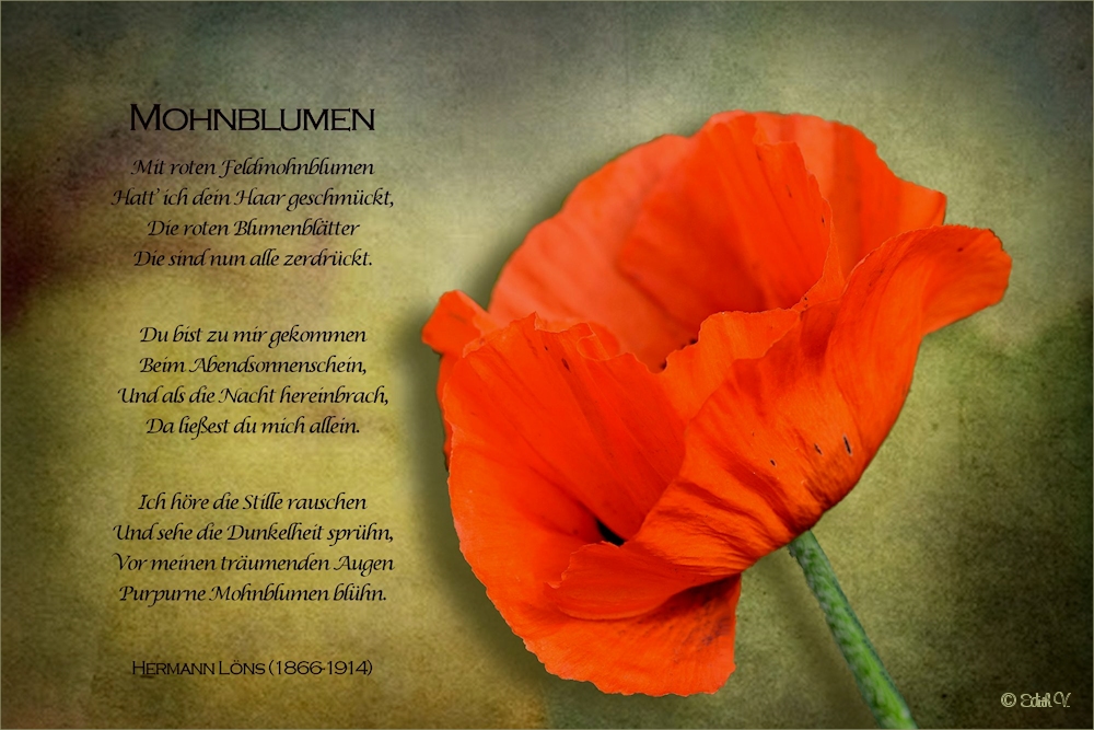 roter Mohn... Foto & Bild | fotomontage, composing , composing blumen ...