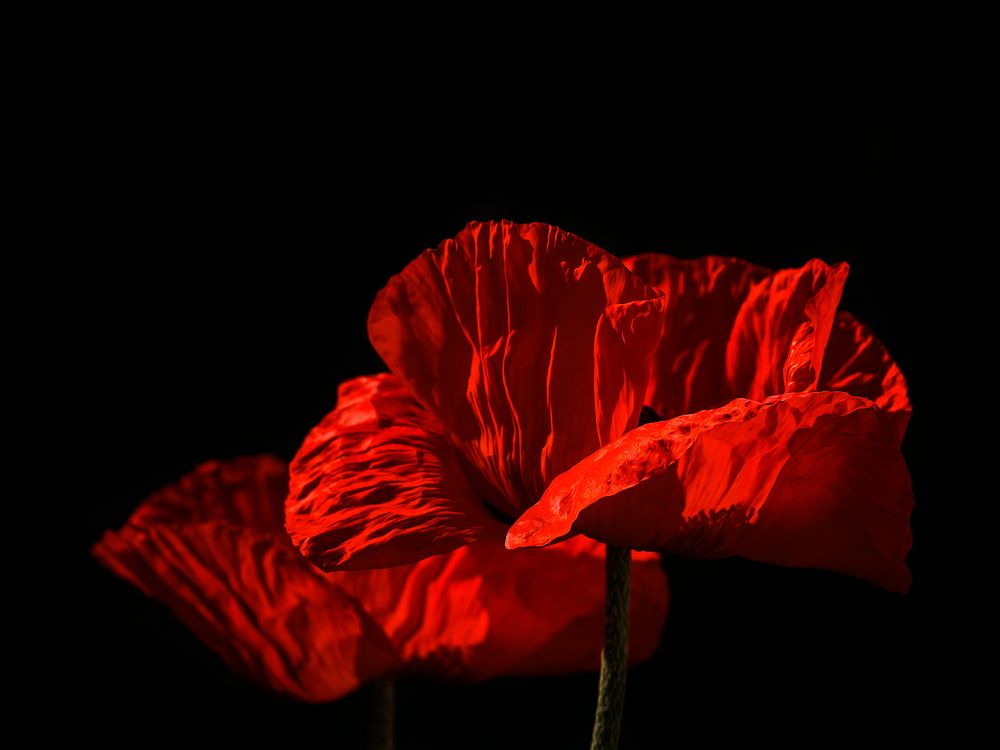 roter Mohn Foto & Bild | fotokunst, natur-kreativ, aufnahmetechniken ...