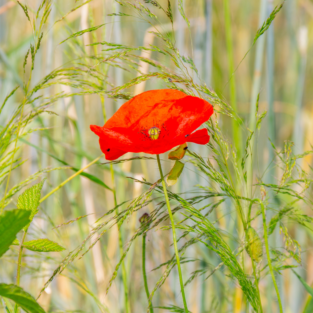 Roter Mohn Foto & Bild | pflanzen, pilze & flechten, blüten ...