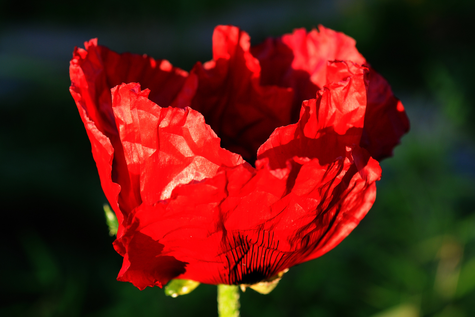 roter Mohn Foto & Bild | pflanzen, pilze & flechten, blüten ...