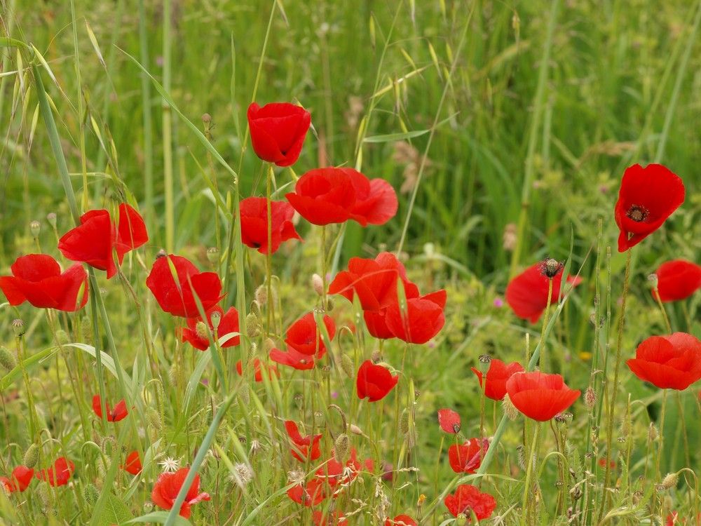 Roter Mohn Foto & Bild | europe, france, provence-alpes-côte d'azur ...