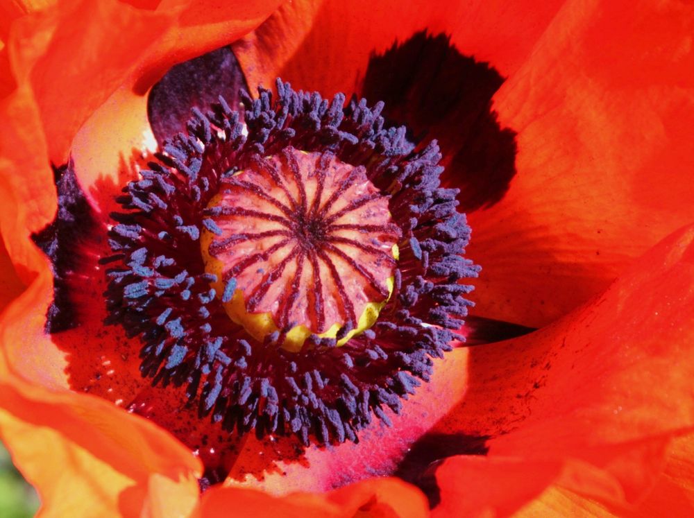 Roter Mohn Foto & Bild | pflanzen, pilze & flechten, blüten ...