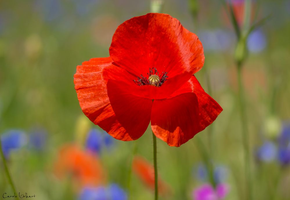 Roter Mohn Foto & Bild | pflanzen, pilze & flechten, blüten ...