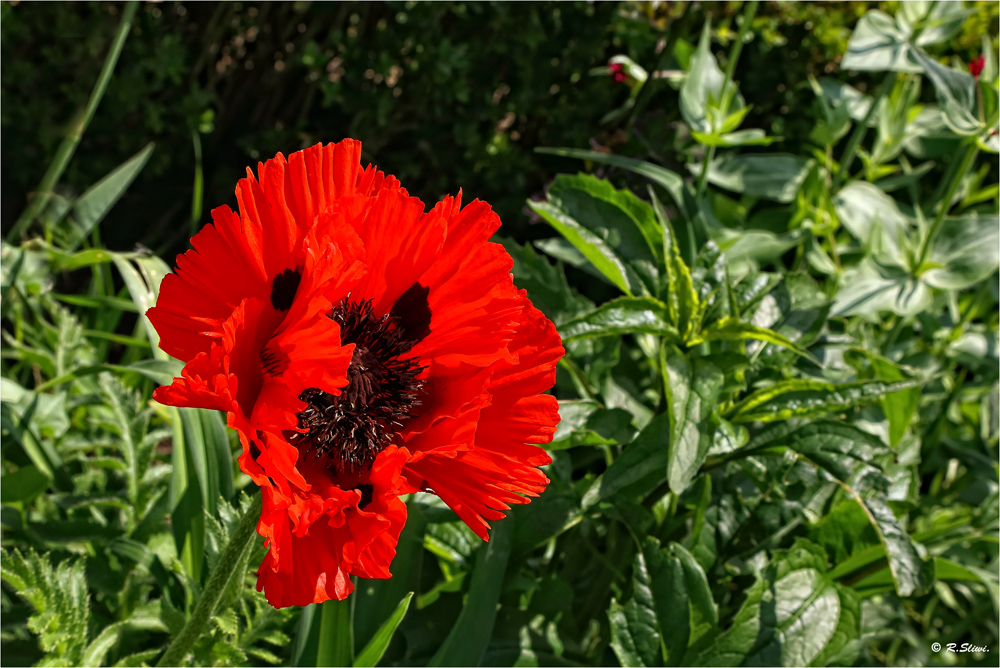Roter Mohn Foto & Bild | pflanzen, pilze & flechten, blüten ...
