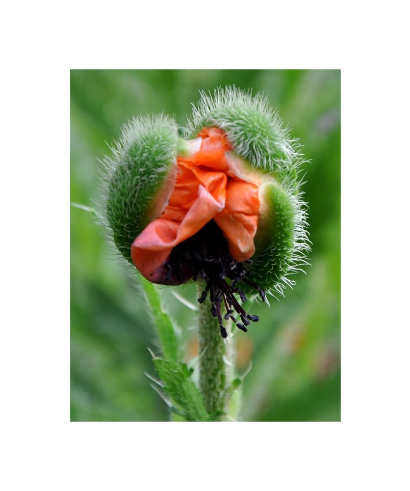 roter Mohn Nr. 1 Foto & Bild | pflanzen, pilze & flechten, blüten ...