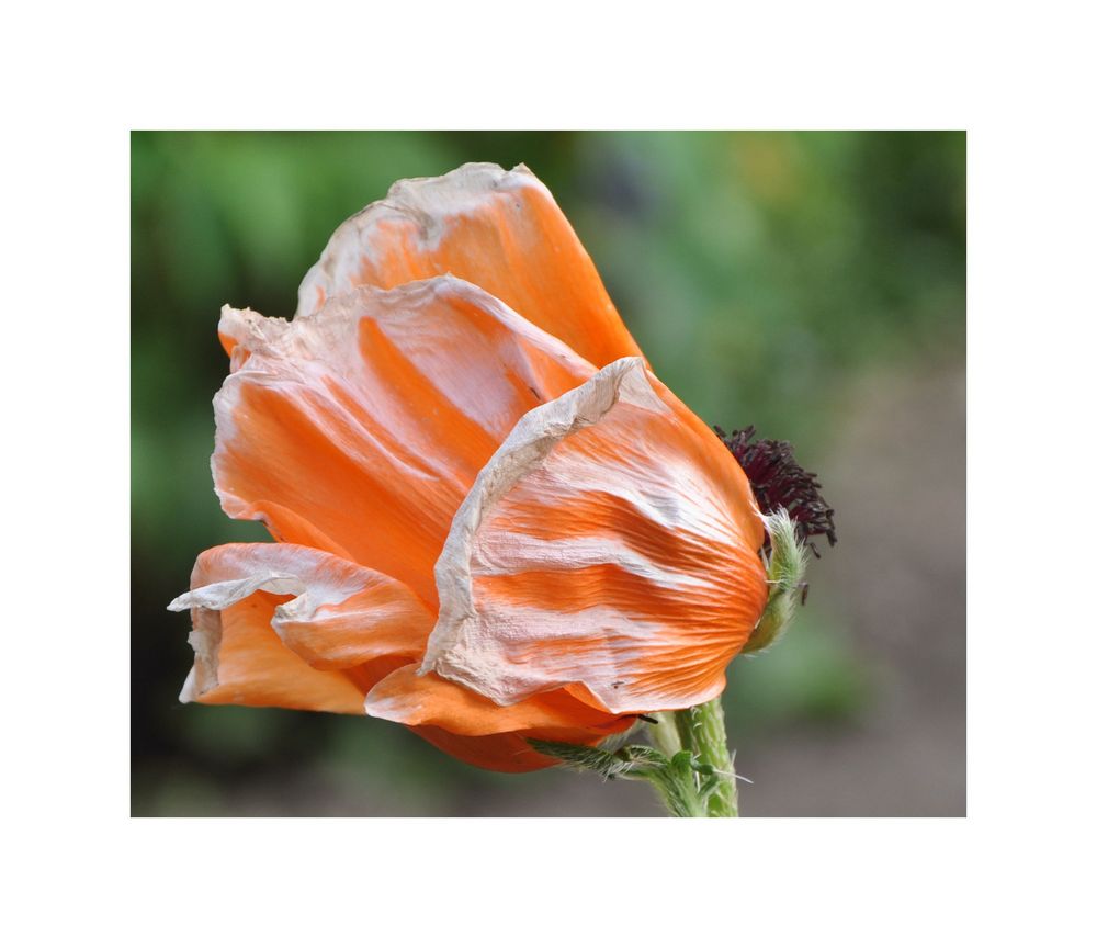 Roter Mohn Nr. 2 Foto & Bild | pflanzen, pilze & flechten, blüten ...