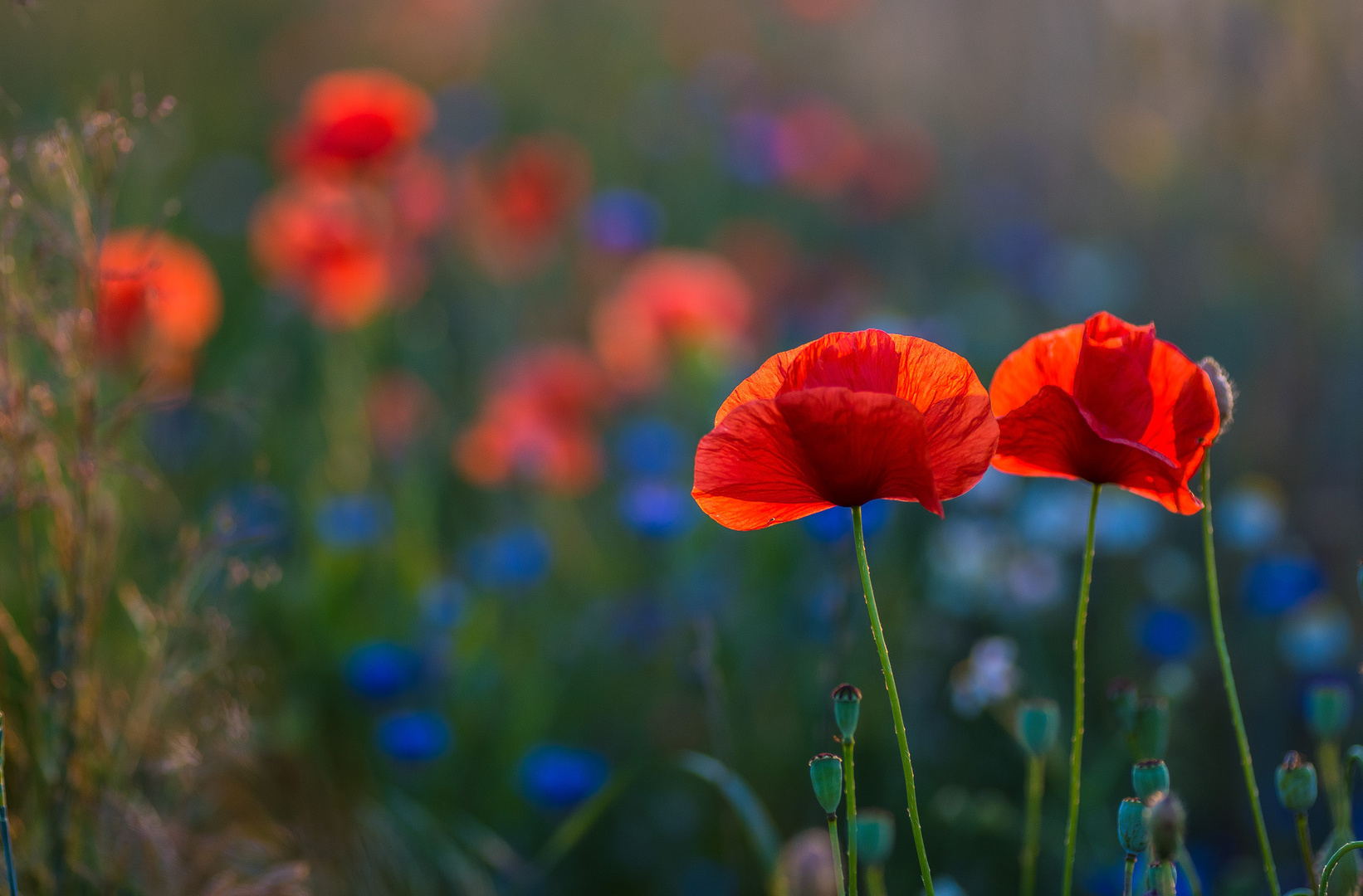 Roter Mohn und Kornblumen Foto & Bild | pflanzen, pilze & flechten ...