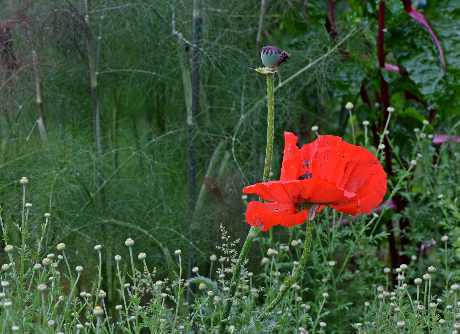 Roter Mohn, warum welkst du denn schon.... Foto & Bild | pflanzen ...