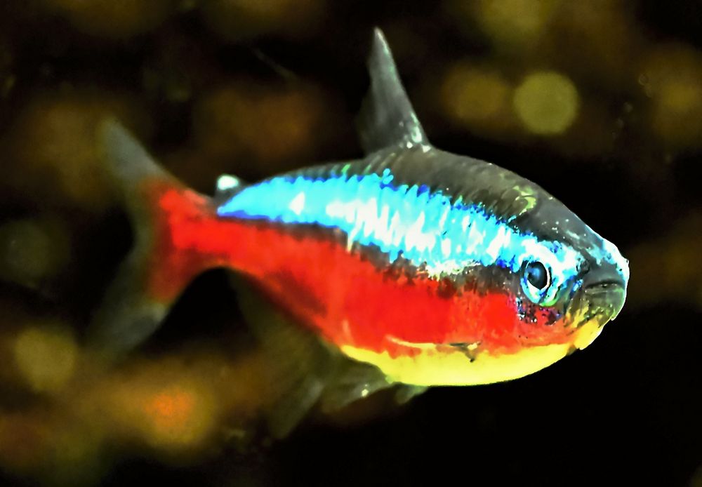 Roter Neon -- Pop Art Foto & Bild | makro, natur, nahaufnahme Bilder ...