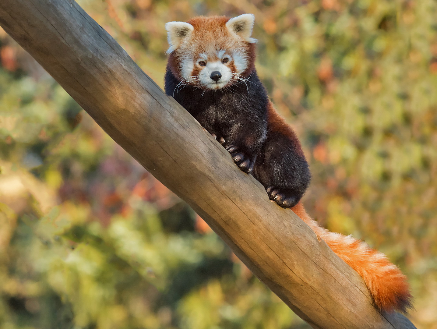 Roter Panda 004 Foto & Bild | deutschland, europe, nordrhein- westfalen ...