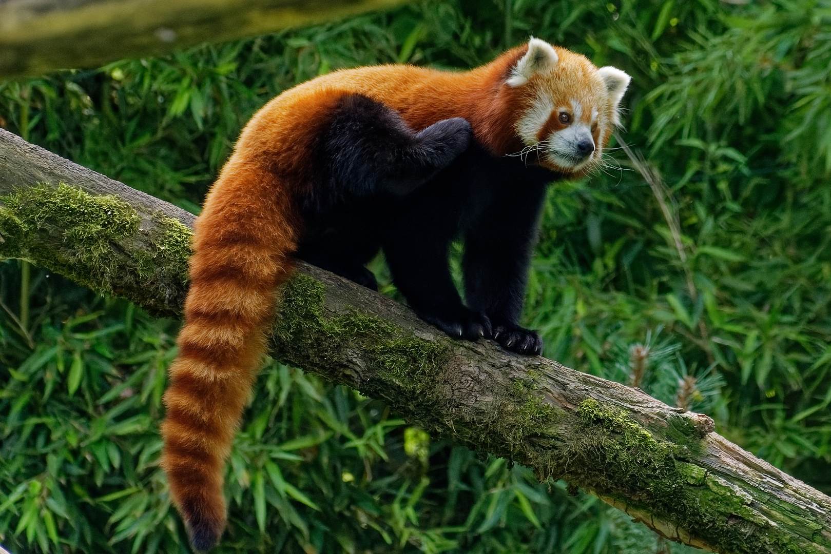 Roter Panda Foto & Bild | tiere, zoo, wildpark & falknerei, säugetiere ...