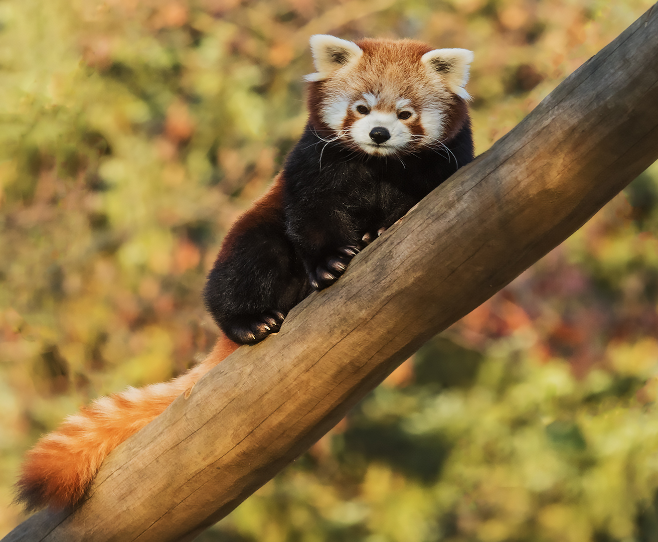 Roter Panda Foto & Bild | landschaft, lebensräume, licht Bilder auf ...