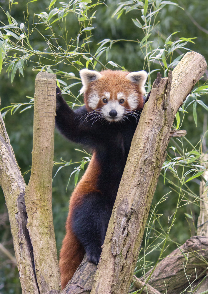 Roter Panda (1) Foto & Bild | tiere, zoo, wildpark & falknerei ...