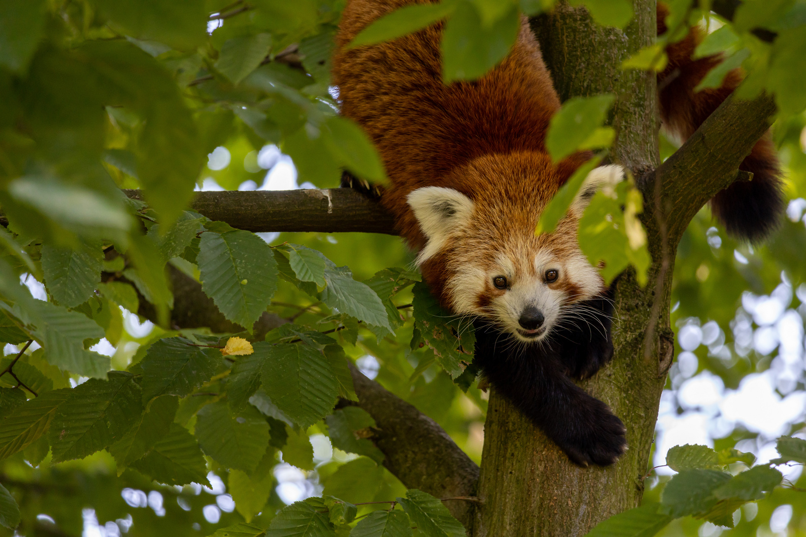 roter Panda Foto & Bild | tiere, zoo, wildpark & falknerei, baum Bilder ...