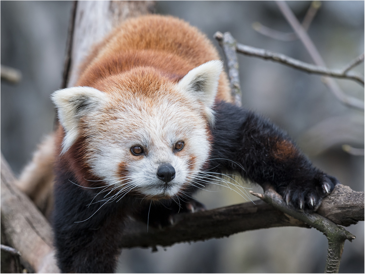 Roter Panda Foto & Bild | natur, portrait, porträt Bilder auf fotocommunity