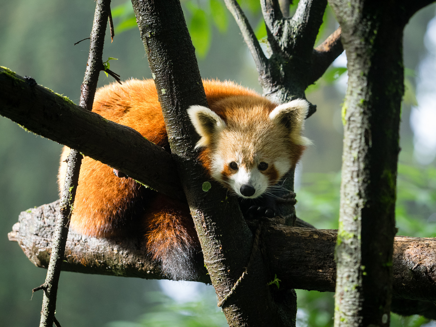 Roter Panda Foto & Bild | asia, tiere, zoo, wildpark & falknerei Bilder ...