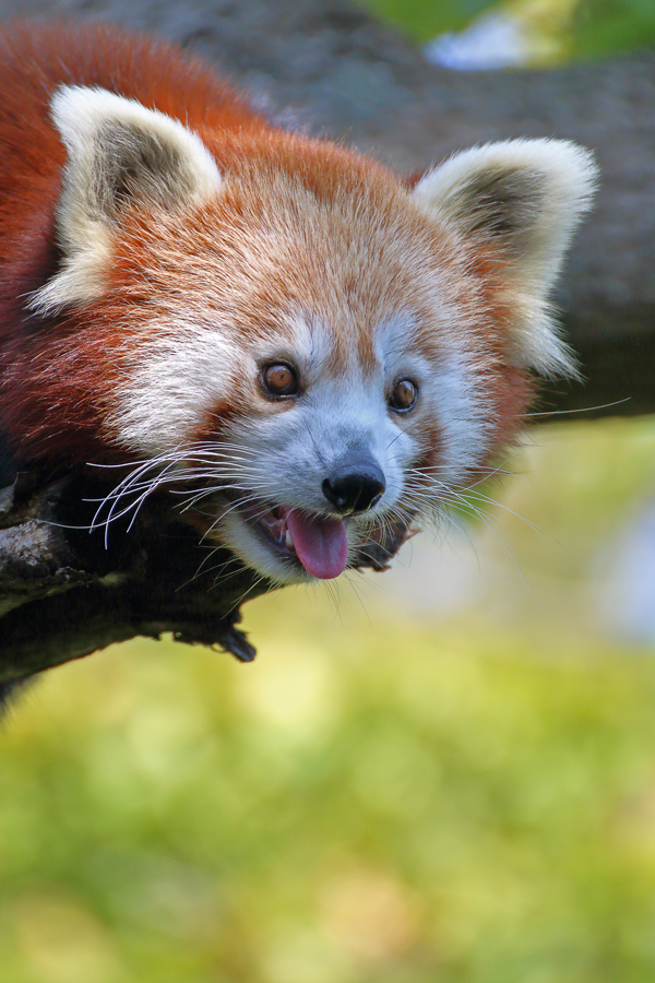 Roter Panda Foto & Bild | tiere, zoo, wildpark & falknerei, säugetiere ...