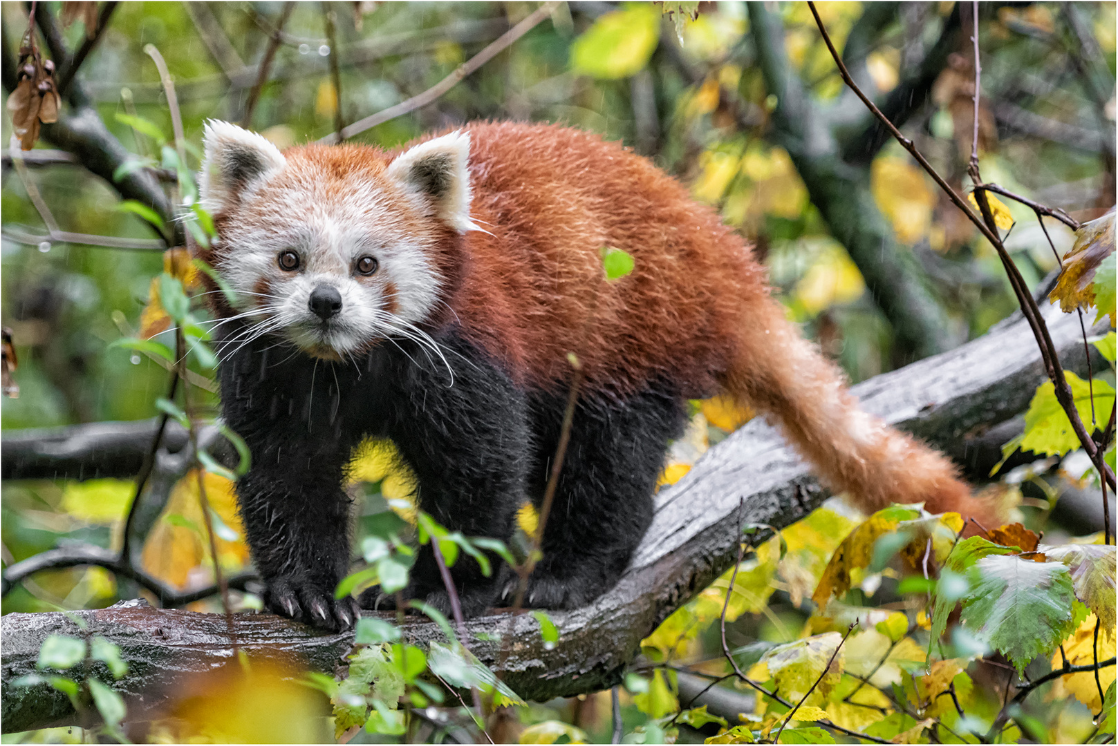 Roter Panda..... Foto & Bild | natur, portrait, porträt Bilder auf ...