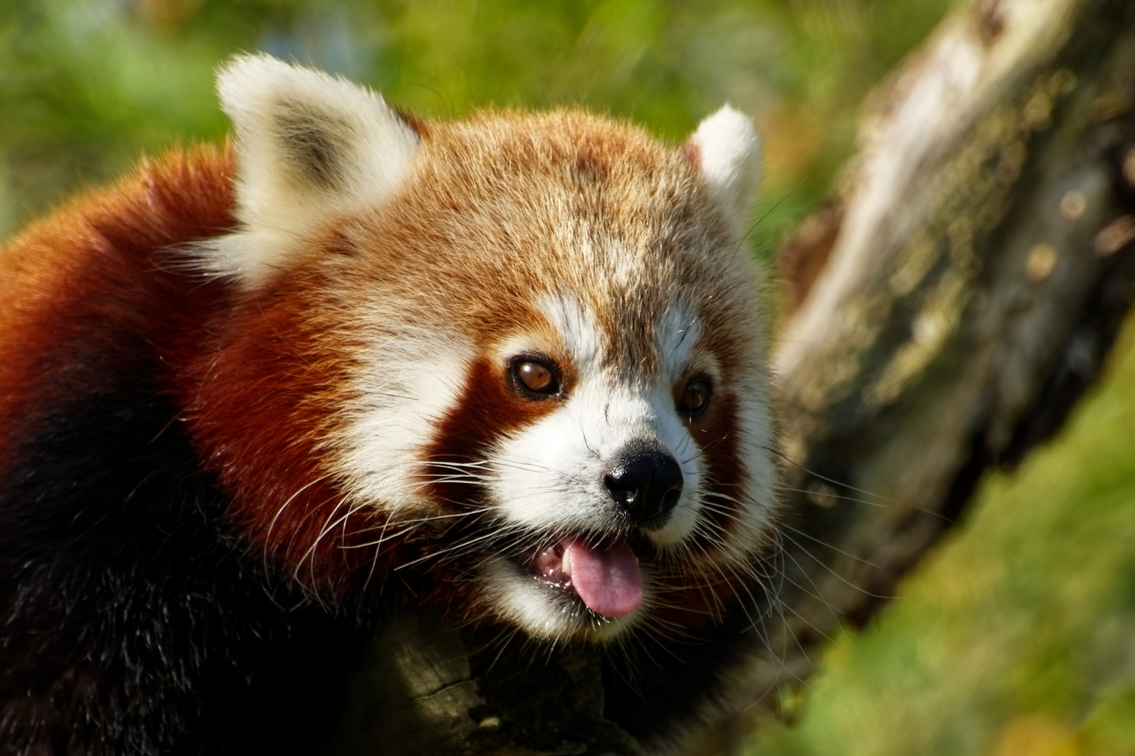 Roter Panda Foto & Bild | tiere, zoo, wildpark & falknerei, säugetiere ...