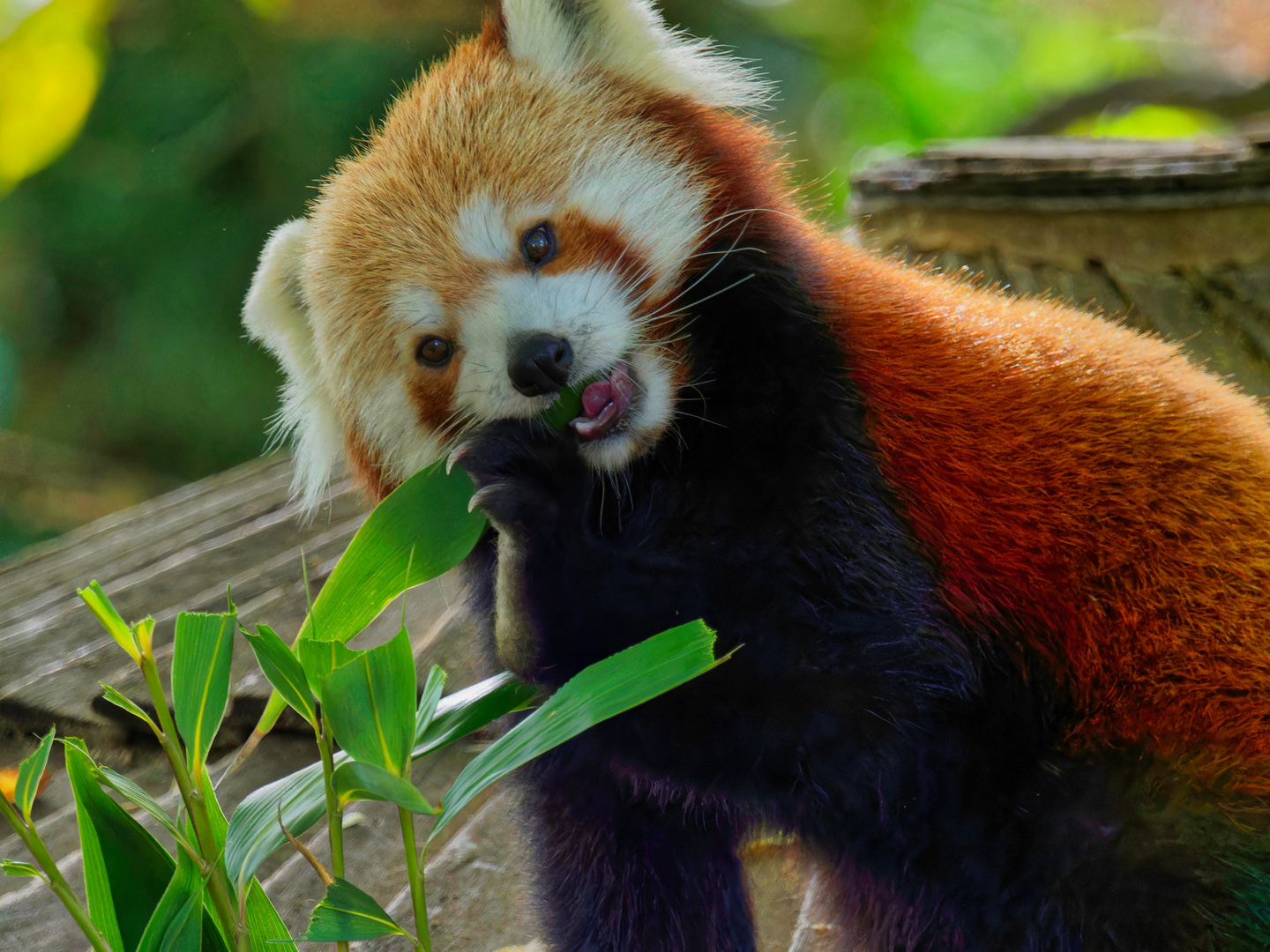 Roter Panda Foto & Bild | tiere, zoo, wildpark & falknerei, natur ...