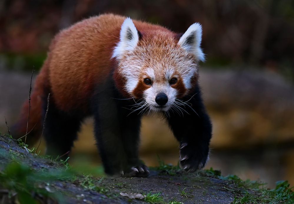 roter Panda Foto & Bild | tiere, zoo, wildpark & falknerei, säugetiere ...