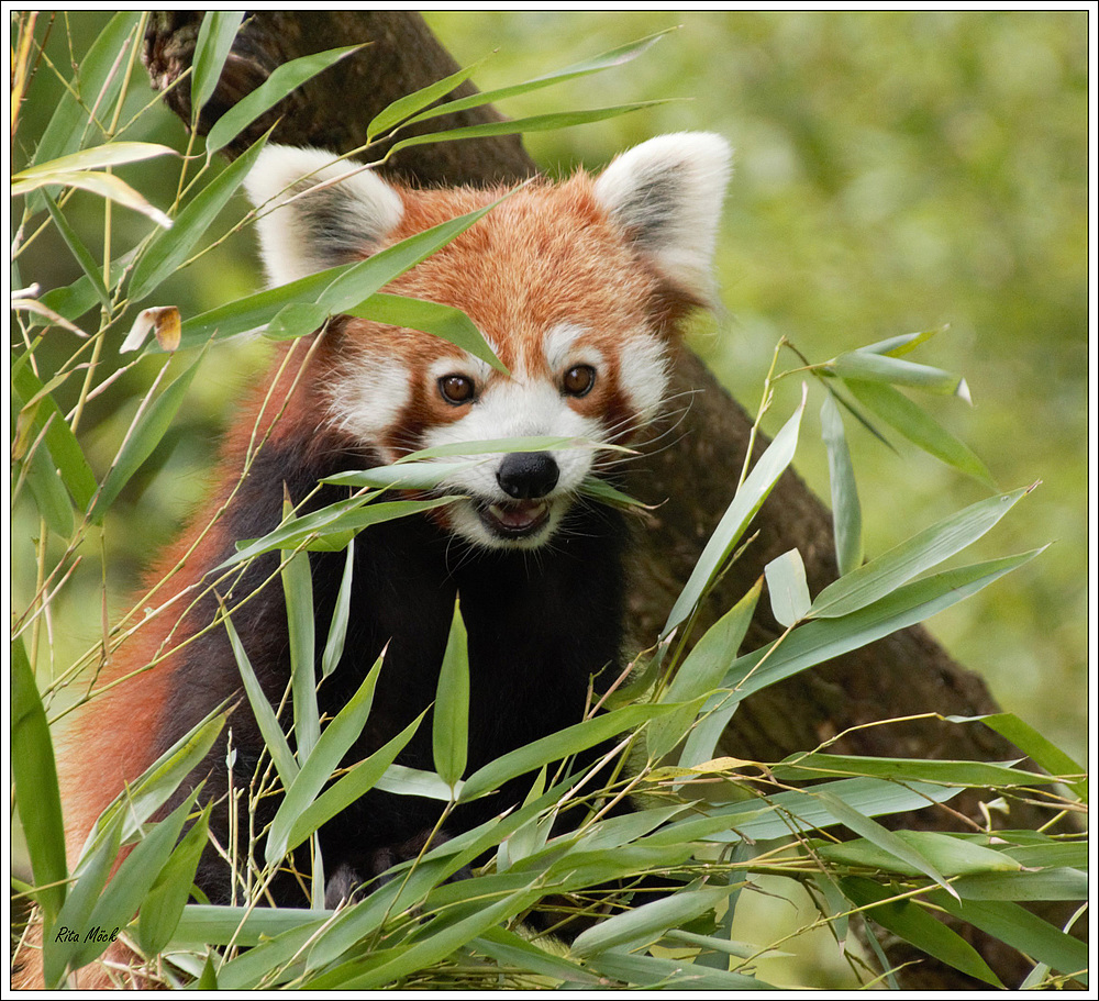 Roter Panda Foto & Bild | natur, tiere Bilder auf fotocommunity