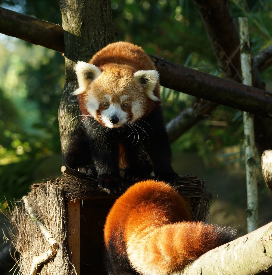 Roter Panda Foto & Bild | natur, tiere, kleiner panda Bilder auf ...