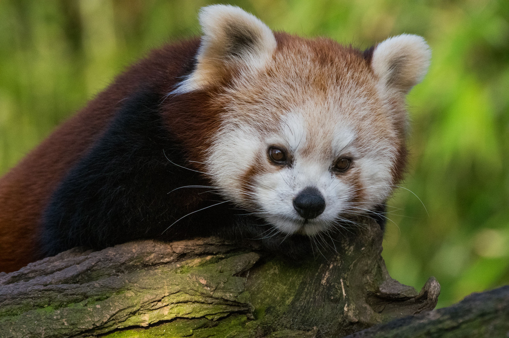 roter Panda Foto & Bild | panda, zoo, duisburg Bilder auf fotocommunity