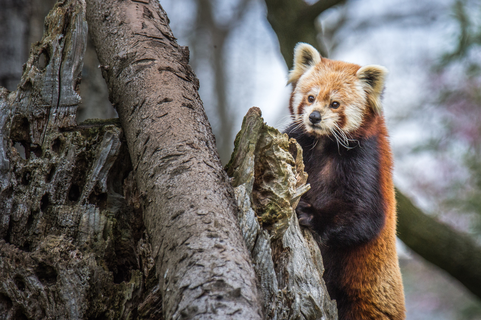 Roter Panda Foto & Bild | tiere, zoo, wildpark & falknerei, roter panda ...