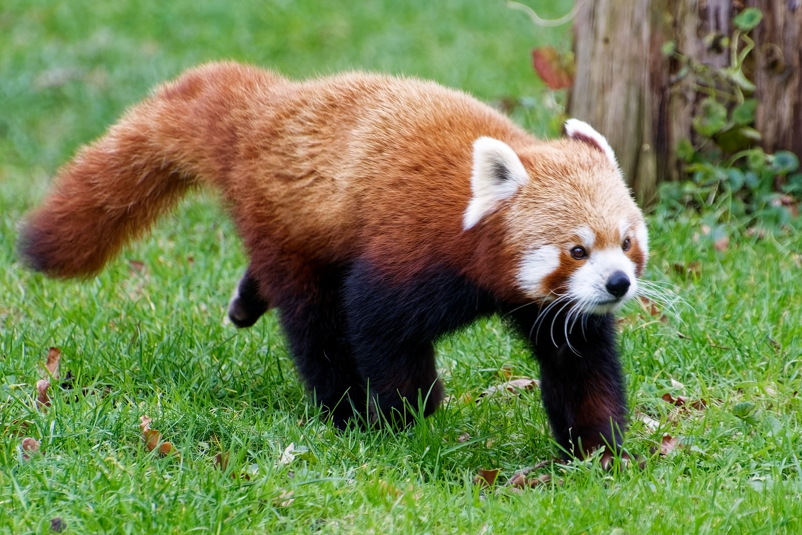 Roter Panda Foto & Bild | tiere, zoo, wildpark & falknerei, säugetiere ...