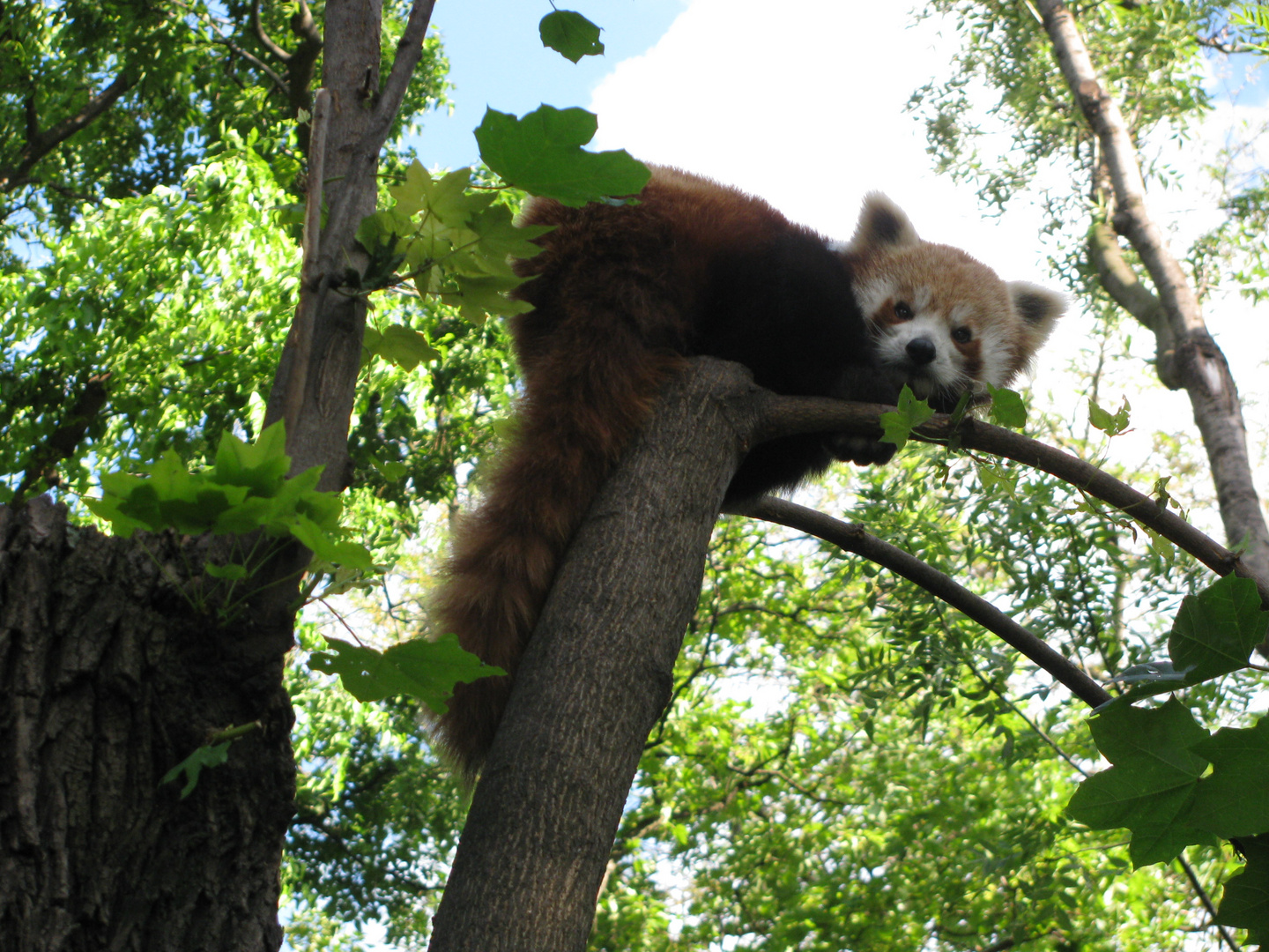 Roter Panda aus Budapest Foto & Bild | tiere, zoo, wildpark & falknerei ...