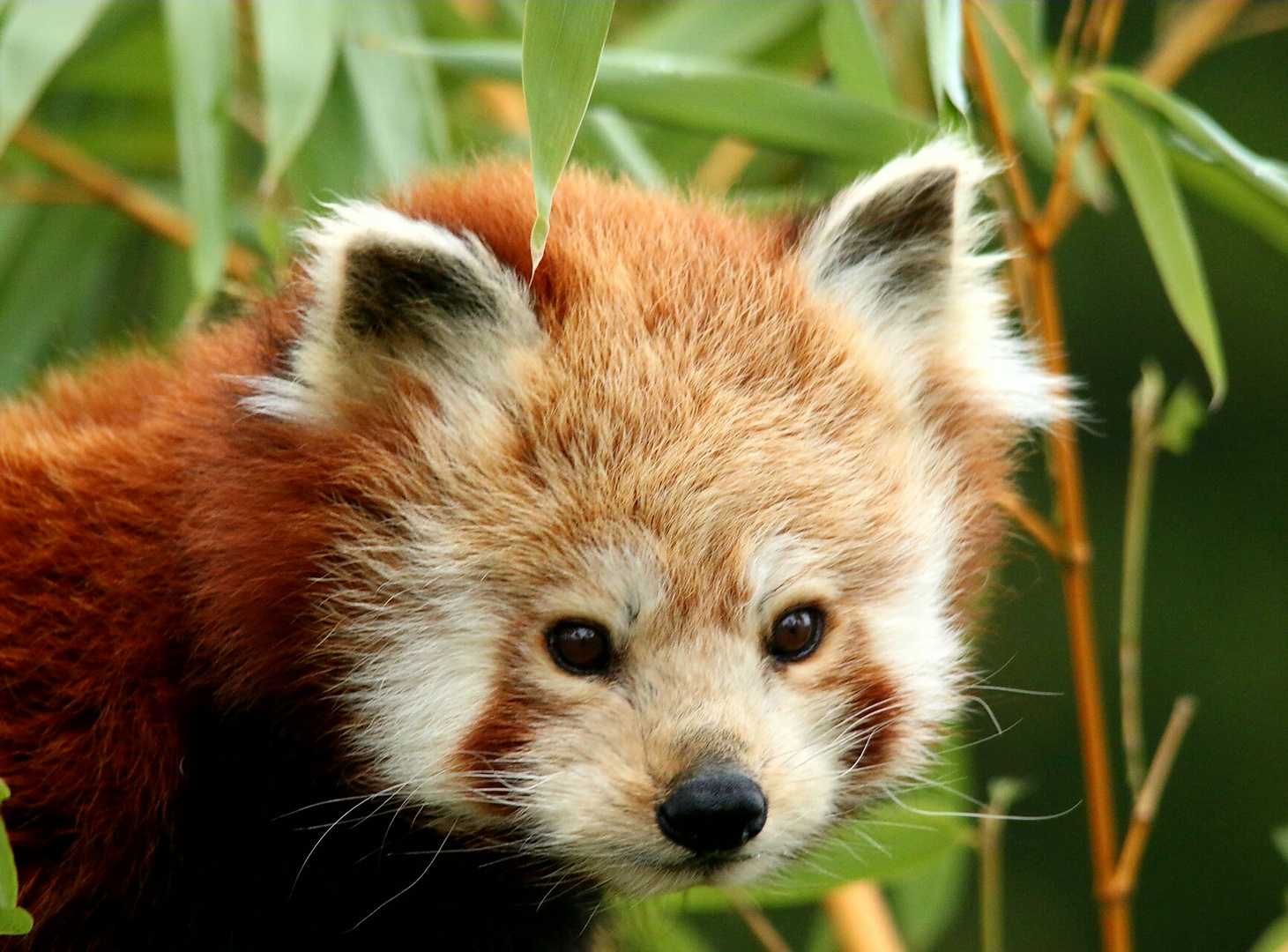 Roter Panda Foto & Bild | natur, tiere, wildlife Bilder auf fotocommunity