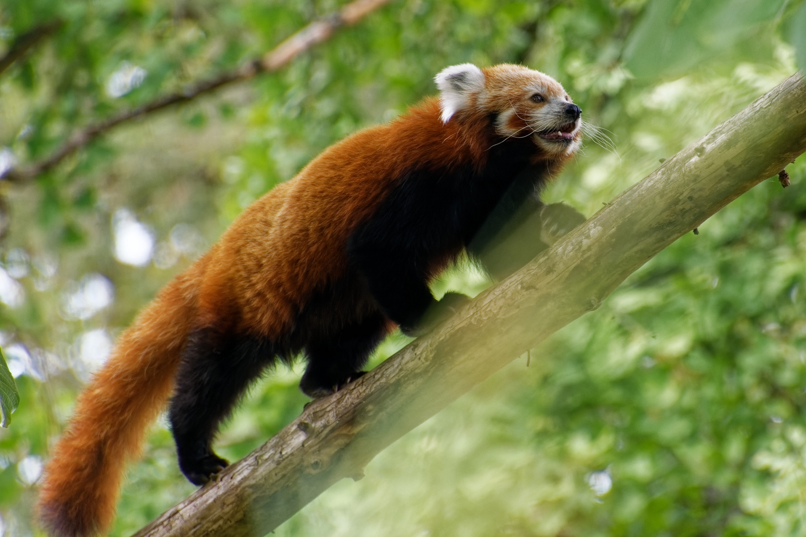 Roter Panda Foto & Bild | tiere, zoo, wildpark & falknerei, säugetiere ...