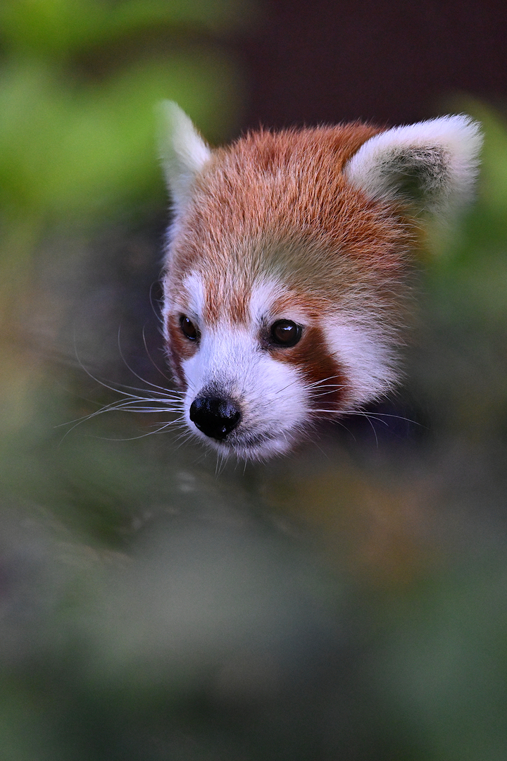 Roter Panda Foto & Bild | tiere, zoo, wildpark & falknerei, säugetiere ...