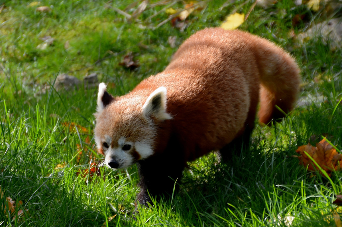 Roter Panda Foto & Bild | tiere, zoo, wildpark & falknerei, säugetiere ...