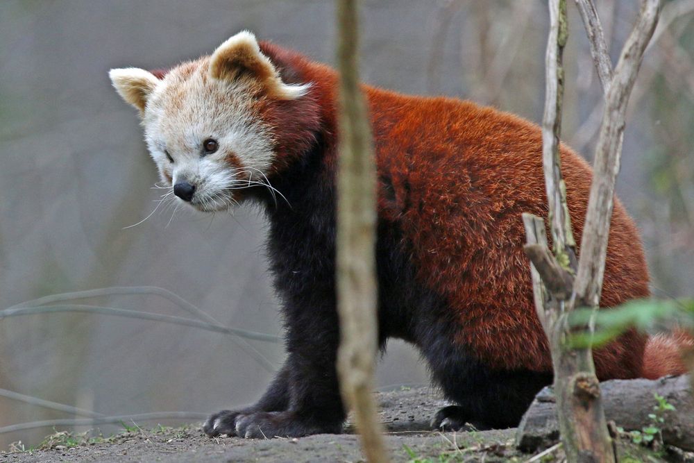Roter Panda Foto & Bild | canon, natur, zoo Bilder auf fotocommunity