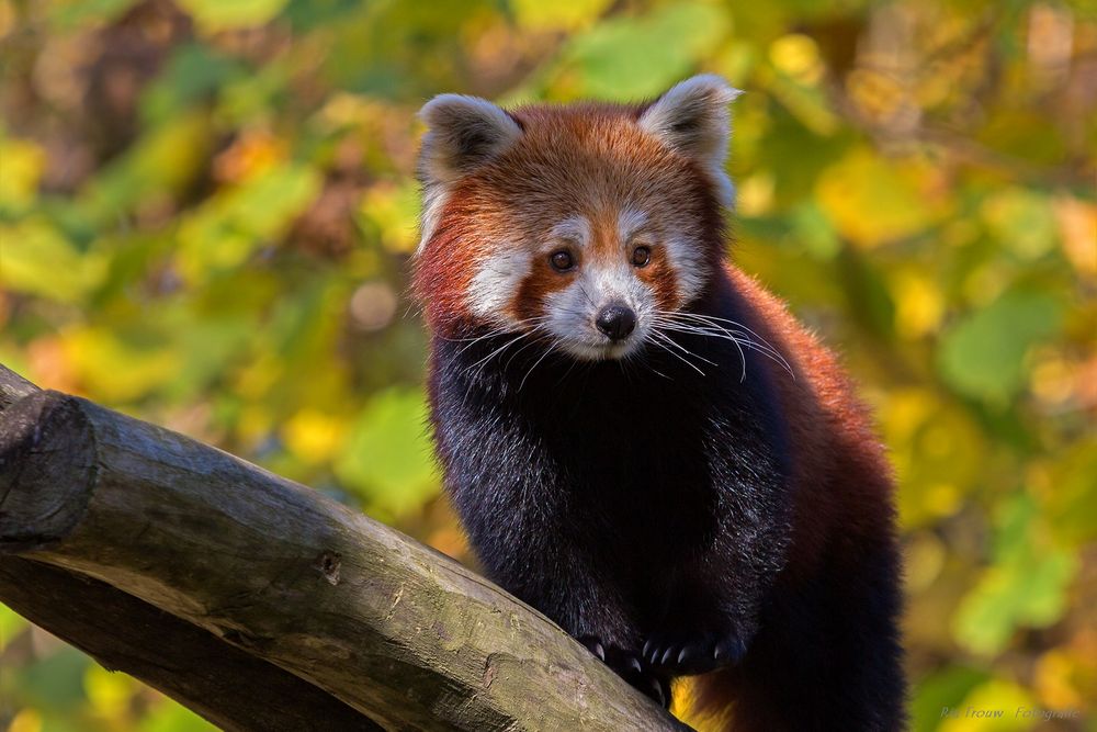 Roter Panda Foto & Bild | natur, zoo, tiere Bilder auf fotocommunity