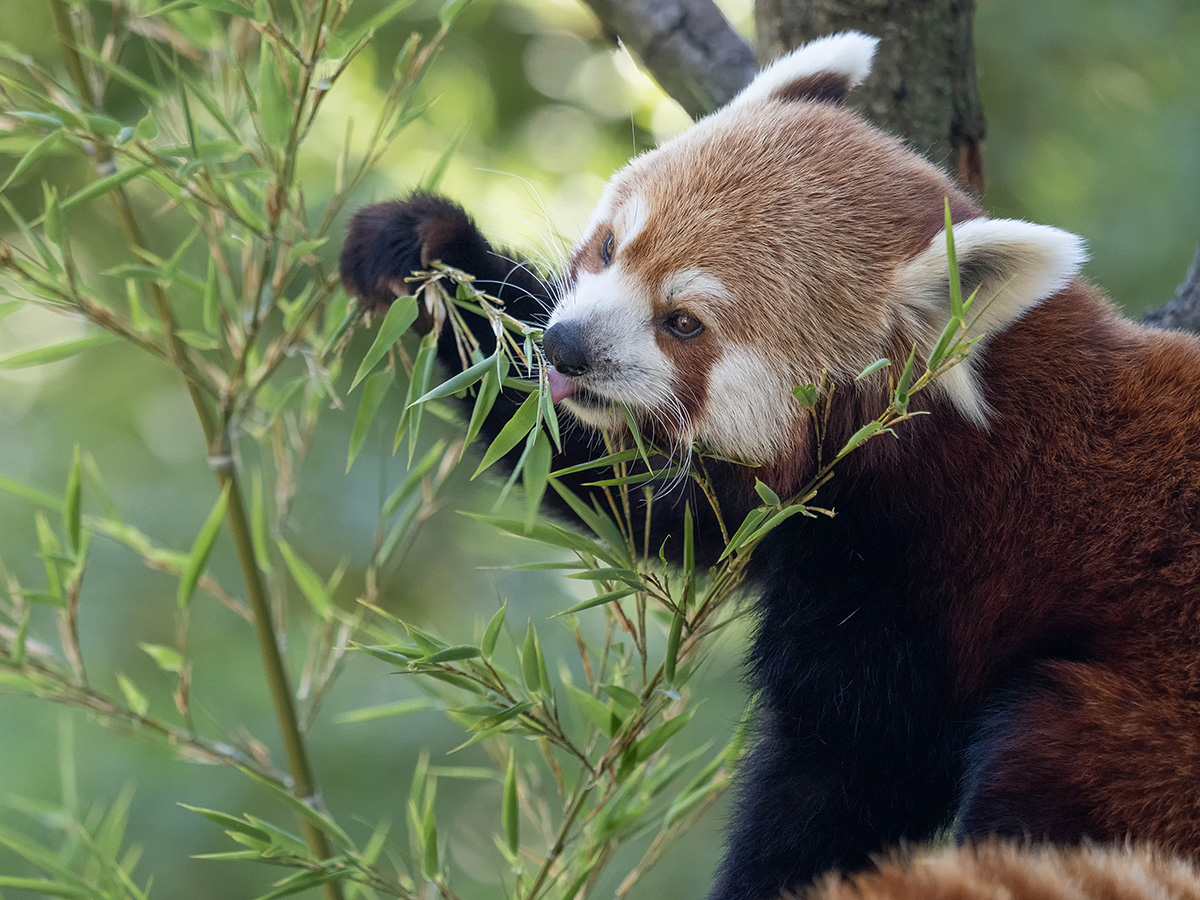 Roter Panda Foto & Bild | natur, zoo, tiere Bilder auf fotocommunity