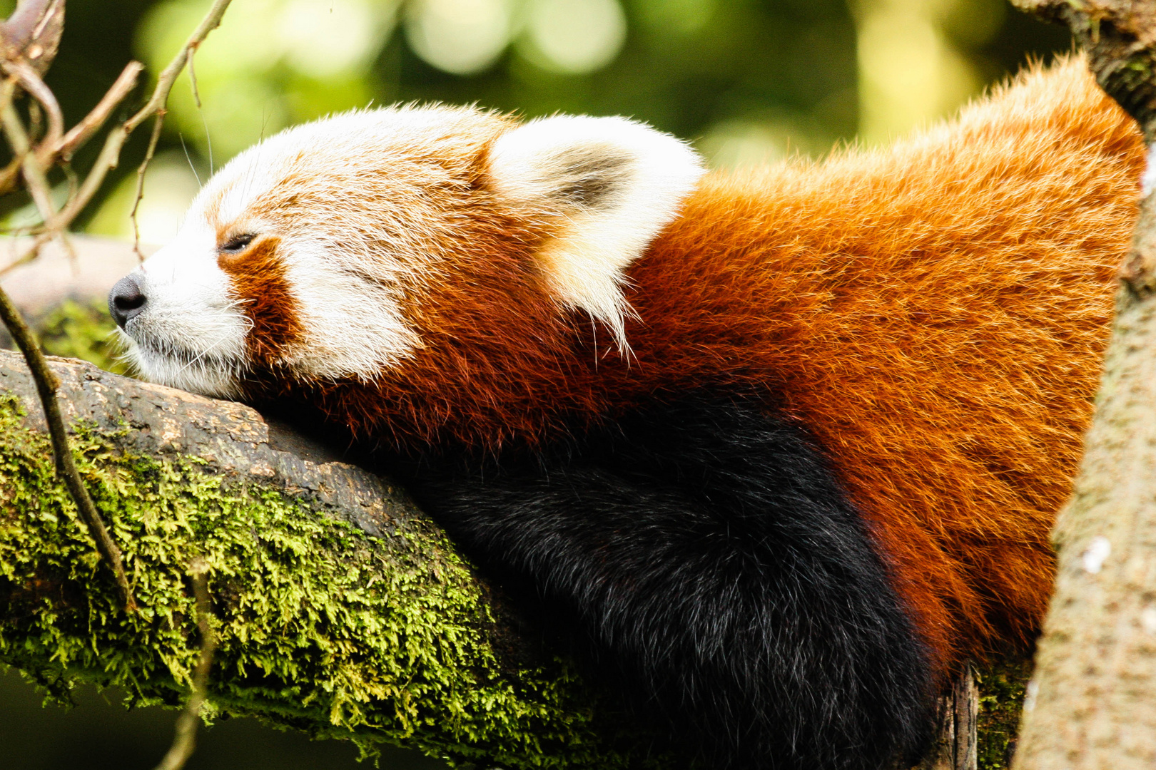 Roter Panda... Foto & Bild | world, zoo, india Bilder auf fotocommunity