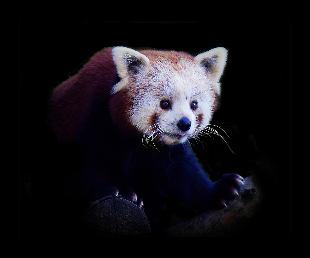 Roter Panda Foto & Bild | tiere, zoo, wildpark & falknerei, säugetiere ...