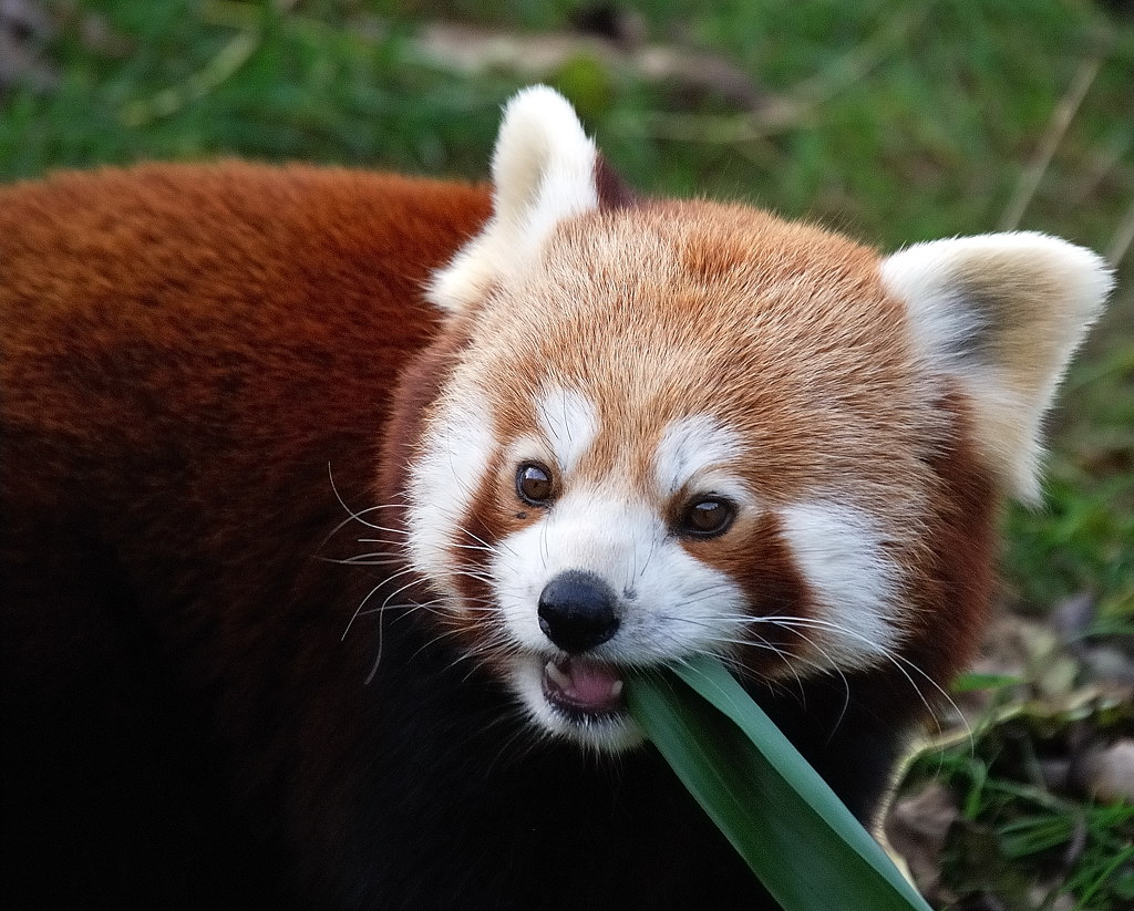 Roter Panda Foto & Bild | tiere, zoo, wildpark & falknerei, säugetiere ...