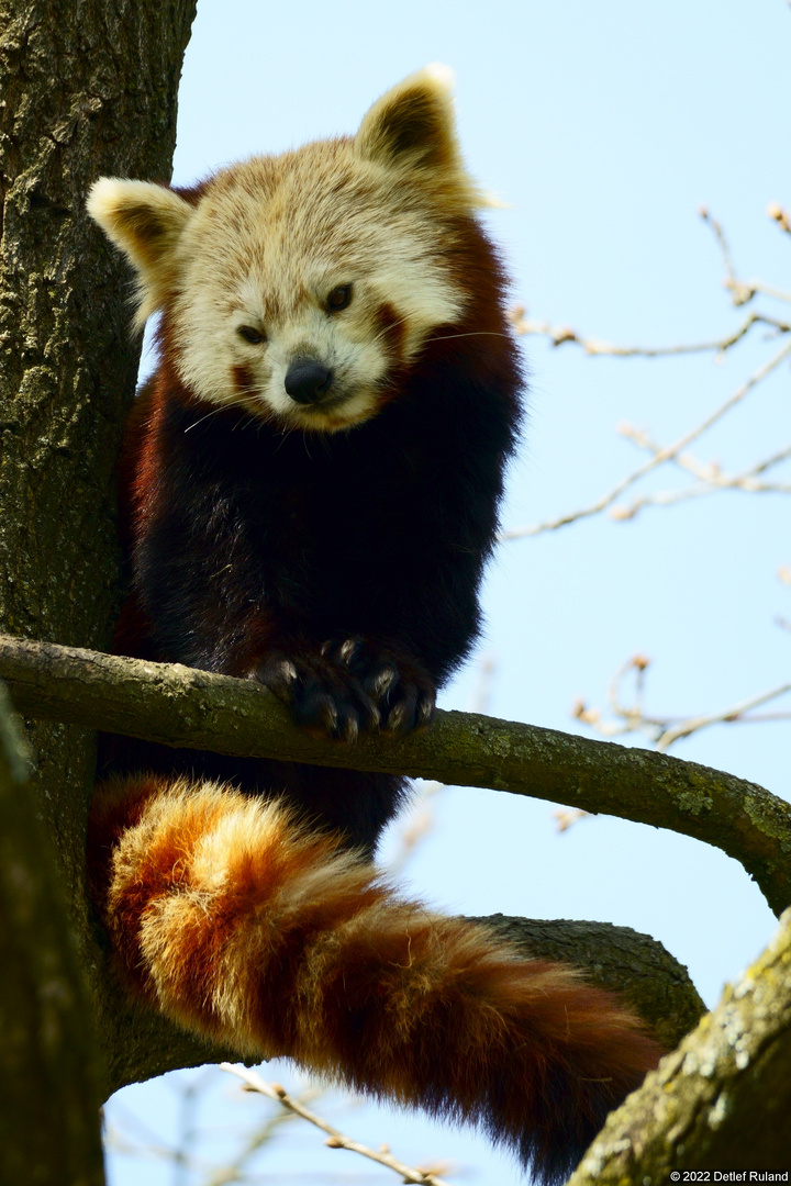 Roter Panda Foto & Bild | natur, zoo, tiere Bilder auf fotocommunity